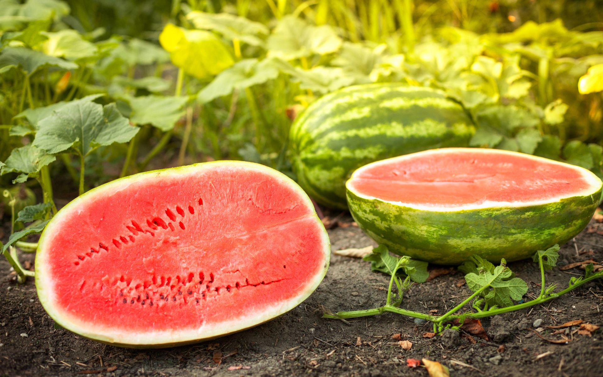 Graine de pastèque à planter : quelles sont les étapes à suivre